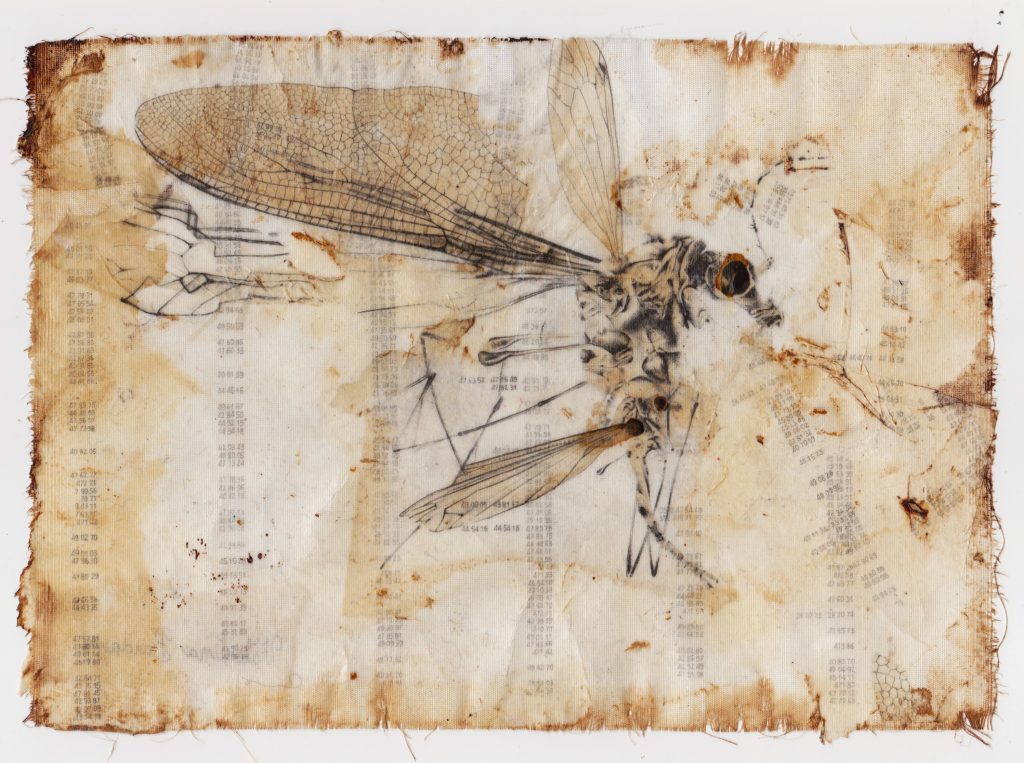 Culicidae Wings - Enter Art Foundation