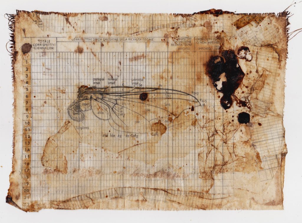 Musca Domestica Wing - Enter Art Foundation