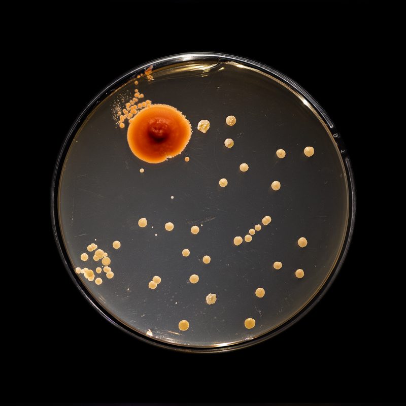 Senses - Enter Art Foundation